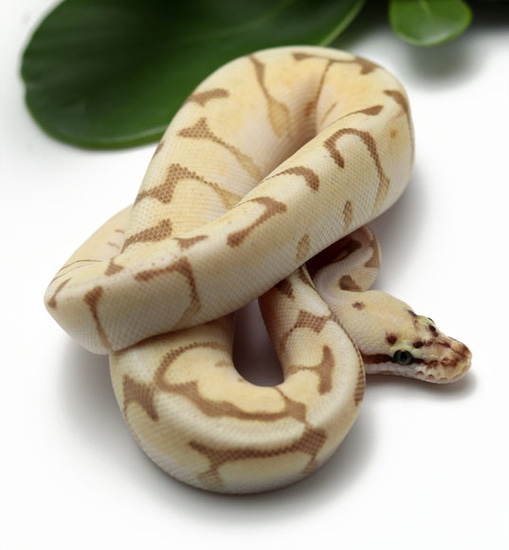 Butter Bee Enchi Ball Python by Dynasty Reptiles