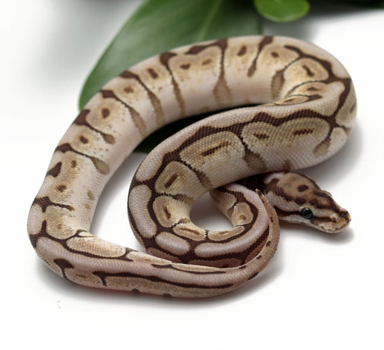 Butter Bee Ball Python by Dynasty Reptiles