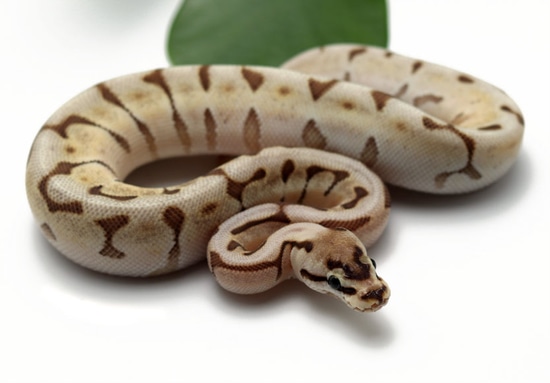 Butter Bee Enchi Ball Python by Dynasty Reptiles