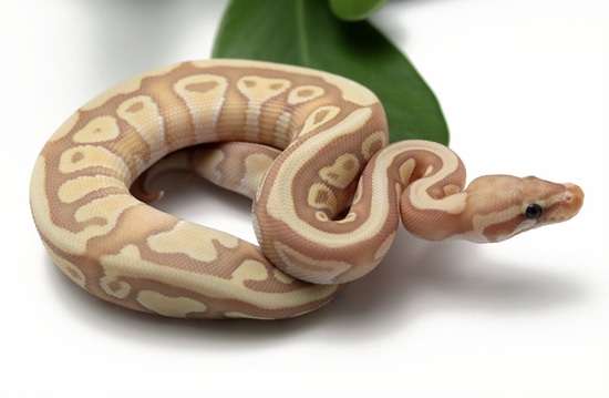 Banana Mojave Spotnose Ball Python by Dynasty Reptiles