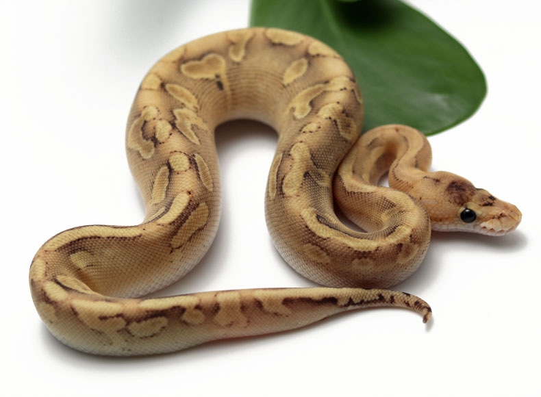 Champagne Leopard Enchi Ball Python by Dynasty Reptiles - MorphMarket