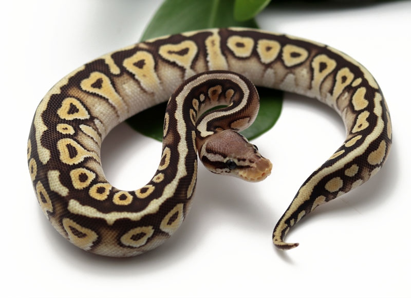 Pastave Ball Python by Dynasty Reptiles - MorphMarket