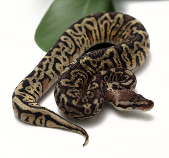 HGW Enchi Pastel Ball Python by Dynasty Reptiles