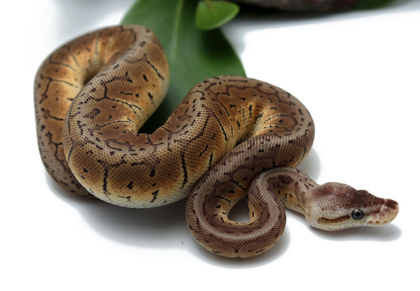 Pewter Blast Ball Python by Dynasty Reptiles - MorphMarket