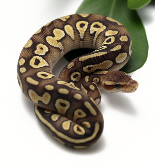 Pastave Ball Python by Dynasty Reptiles - MorphMarket