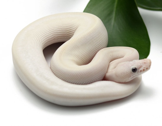 Blue Eye Leucistic Ball Python by Dynasty Reptiles