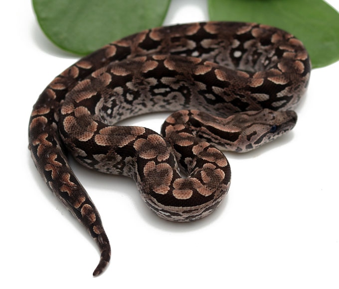 Dumeril's Boa by Dynasty Reptiles - MorphMarket
