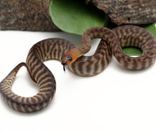 Woma Pythons for Sale - MorphMarket US & Canada