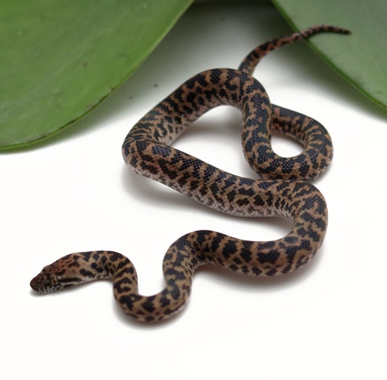 Cape York Spotted Python by Dynasty Reptiles