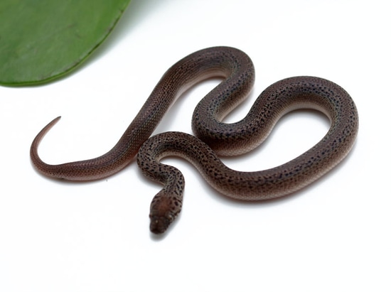 Granite Spotted Python by Dynasty Reptiles