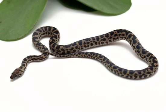 Cape York Spotted Python by Dynasty Reptiles