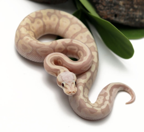 Banana Fire Fly (Male) Ball Python by Dynasty Reptiles