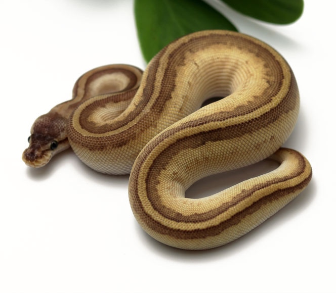 Bongo Jigsaw Pastel (Male) Ball Python by Dynasty Reptiles - MorphMarket