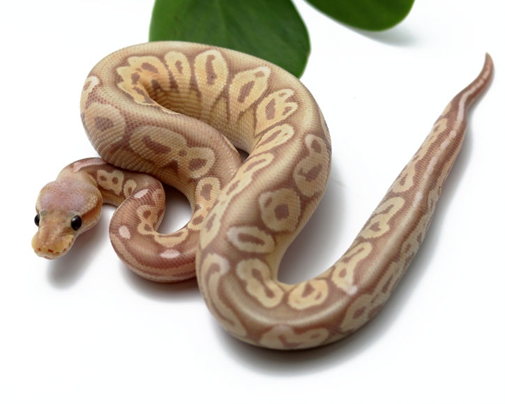 Banana Pewter (Male) Ball Python by Dynasty Reptiles - MorphMarket