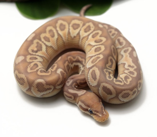 Banana Butter Het Red Axanthic (Male) Ball Python by Dynasty Reptiles