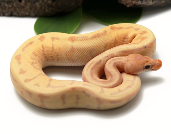 Banana Fire Pin (Female) Ball Python by Dynasty Reptiles