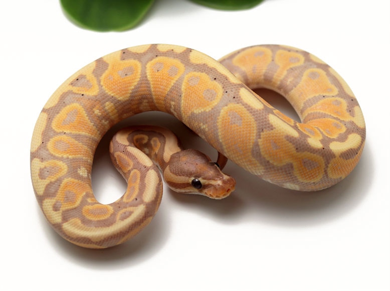 Banana YB (Female) Ball Python by Dynasty Reptiles - MorphMarket