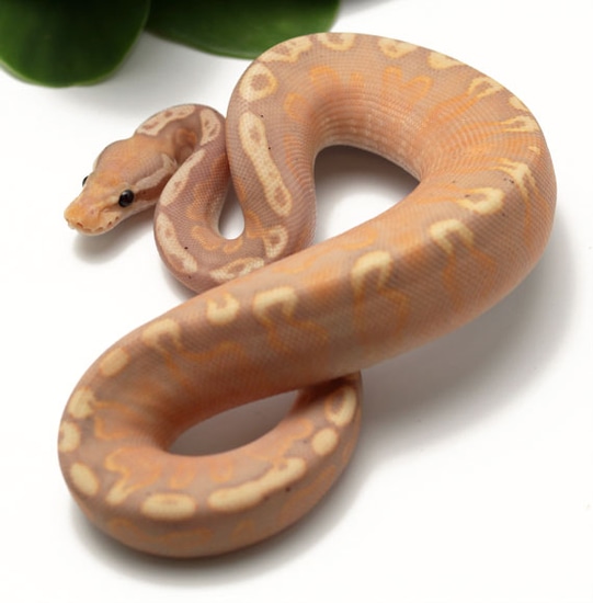 Banana GHI Cinnamon YB (Male) Ball Python by Dynasty Reptiles