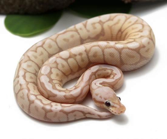 Banana Pewter Bee (Male) Ball Python by Dynasty Reptiles