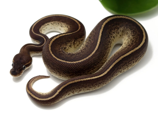 Bongo Leopard Mojave Pin (Male) Ball Python by Dynasty Reptiles