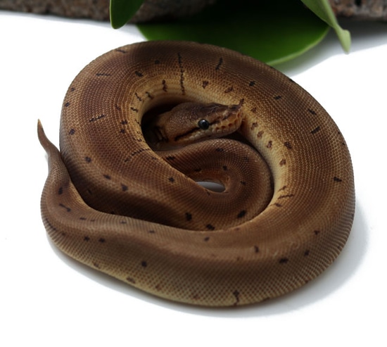 Leopard Spinner (Female) Ball Python by Dynasty Reptiles