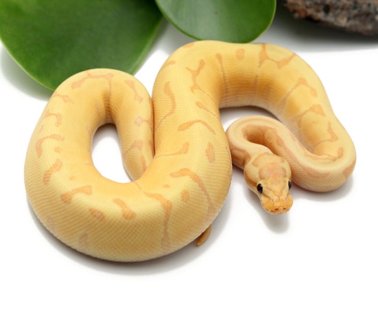 Banana Enchi Pin (Male) Ball Python by Dynasty Reptiles