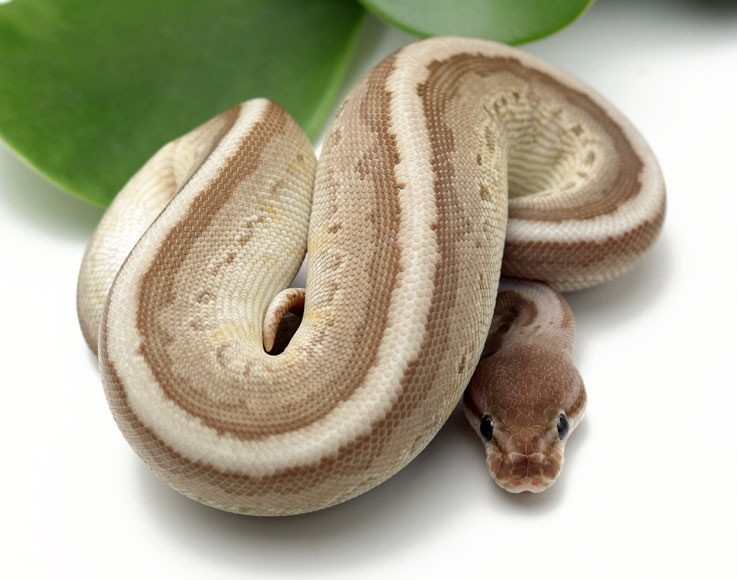 Bongo Soul Sucker (Male) Ball Python by Dynasty Reptiles - MorphMarket