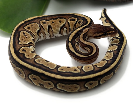 Bongo Specter (Female) Ball Python by Dynasty Reptiles