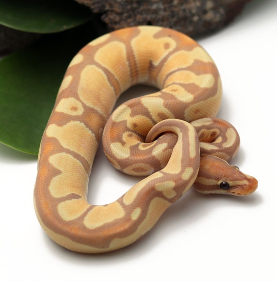 Banana Enchi Het Pied (Male) Ball Python by Dynasty Reptiles - MorphMarket