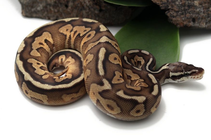 Pewter Enchi (Female) Ball Python by Dynasty Reptiles - MorphMarket