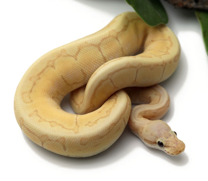 Banana Lemonblast Enchi (Male) Ball Python by Dynasty Reptiles ...
