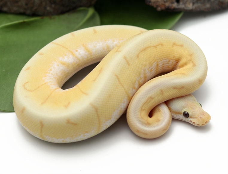 Banana Spinner Blast Enchi (Male) Ball Python by Dynasty Reptiles ...
