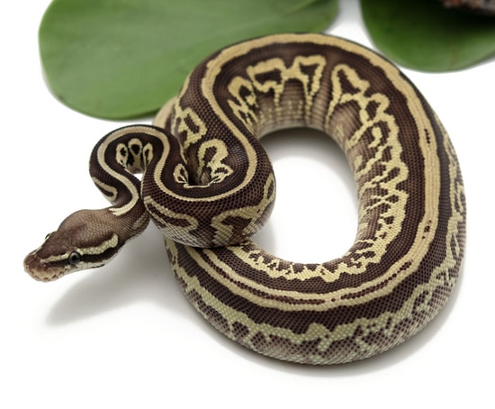 Leopard Emperor Pin (Male) Ball Python by Dynasty Reptiles