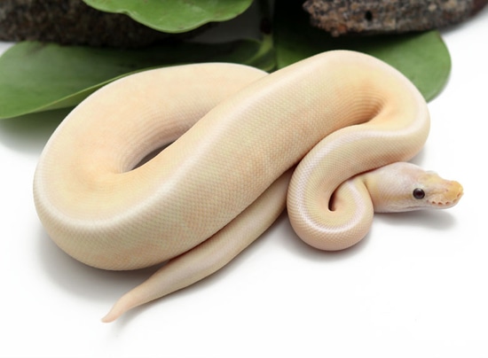 Super Banana Pewter Blast Ball Python by Dynasty Reptiles