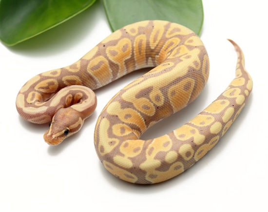 Banana Het Clown Ball Python by Dynasty Reptiles