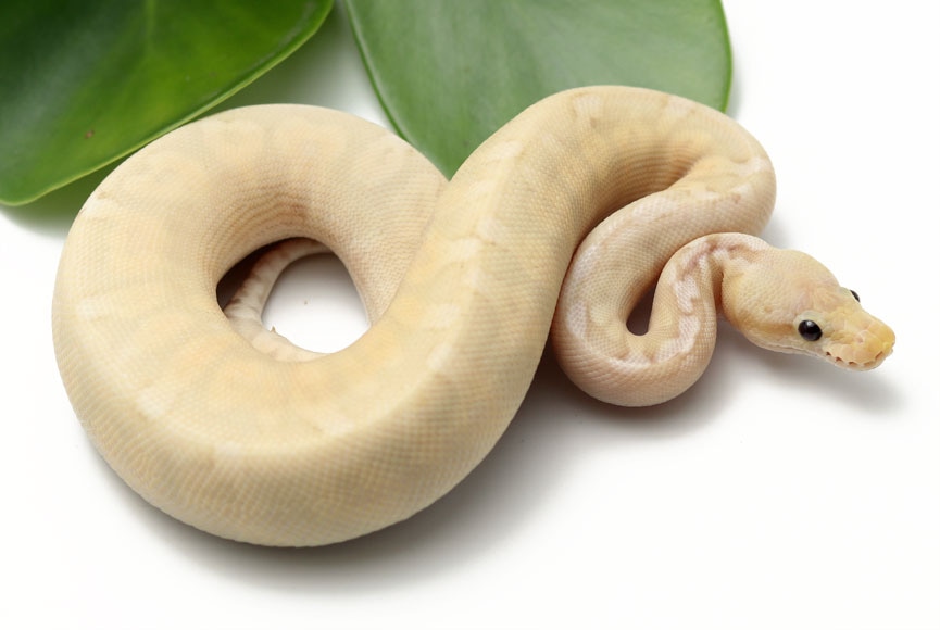 Banana GHI Pewter Woma (FM) Ball Python by Dynasty Reptiles - MorphMarket