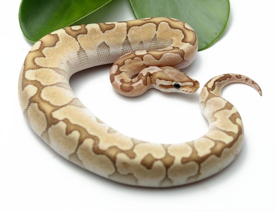 Bamboo Enchi Ball Python by Dynasty Reptiles