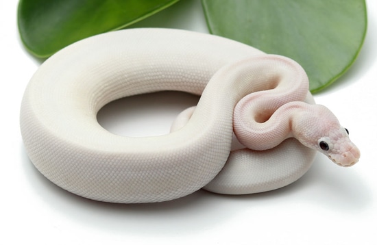 Blue Eye Leucistic High Combo Ball Python by Dynasty Reptiles