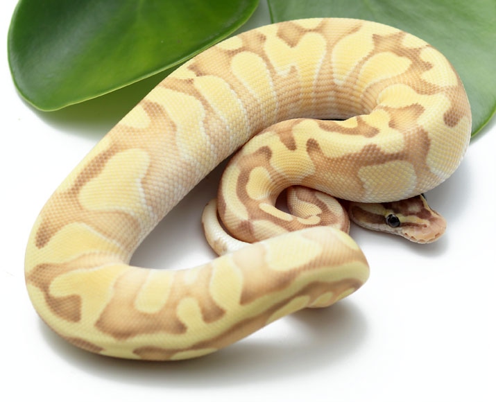 Banana Pastel Butter Enchi Ball Python by Dynasty Reptiles - MorphMarket