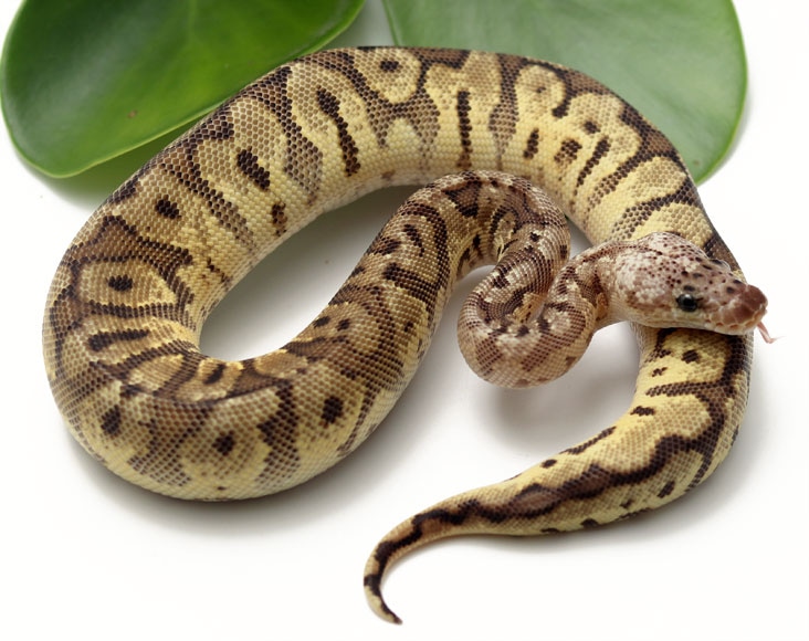 Clown HGW Pastel Ball Python by Dynasty Reptiles - MorphMarket