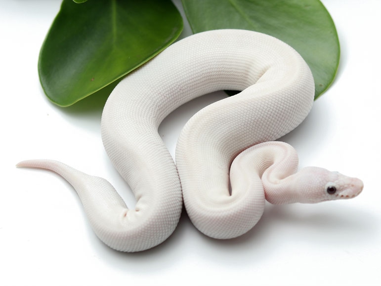 Banana Blue Eye Leucistic Ball Python by Dynasty Reptiles - MorphMarket