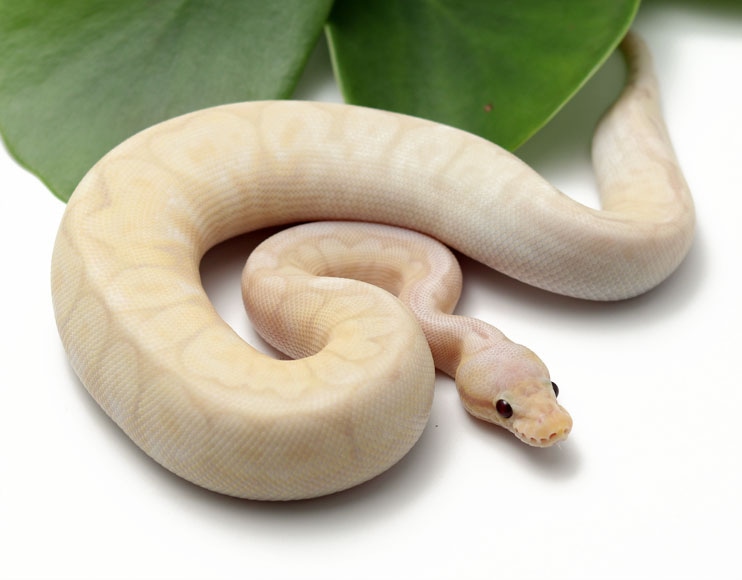 Super Banana Pewter Bee Ball Python by Dynasty Reptiles - MorphMarket