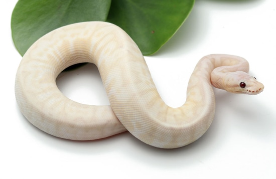 Super Banana Pewter Bee Ball Python by Dynasty Reptiles