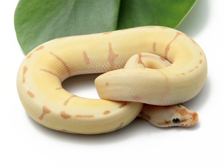 Banana Leopard Stinger Bee Ball Python by Dynasty Reptiles - MorphMarket