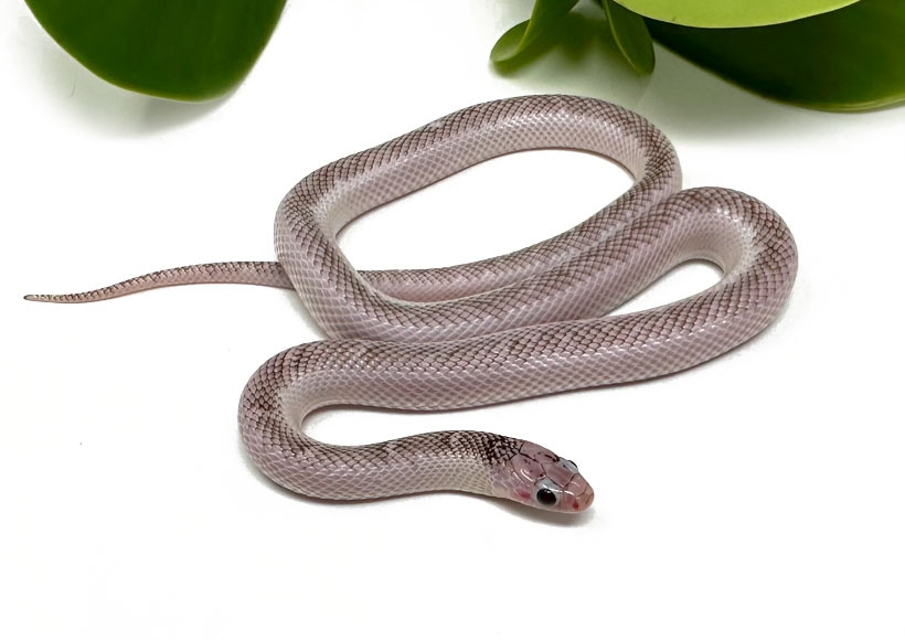 Axanthic Whiteside King Florida Kingsnake by Dynasty Reptiles - MorphMarket