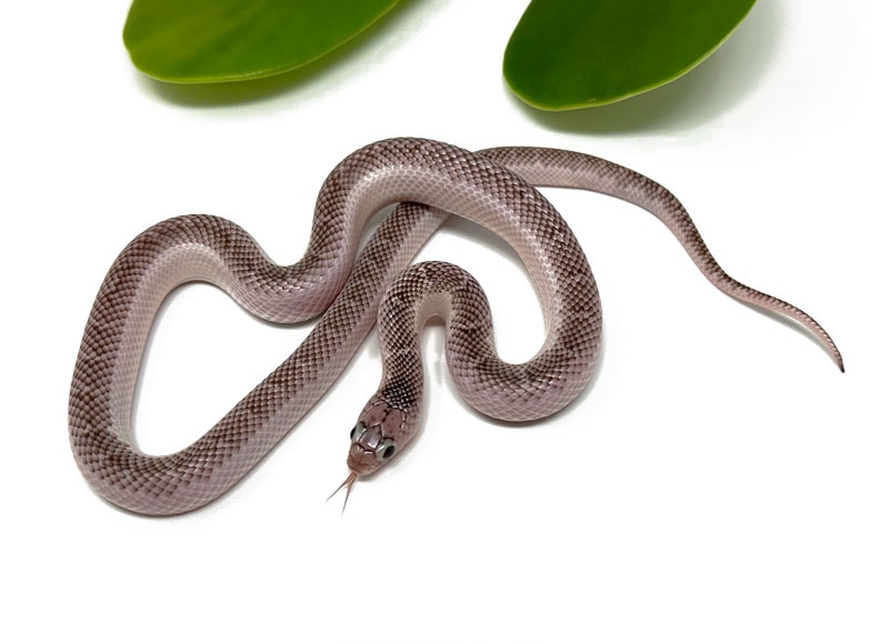 Axanthic Whiteside King Florida Kingsnake by Dynasty Reptiles - MorphMarket