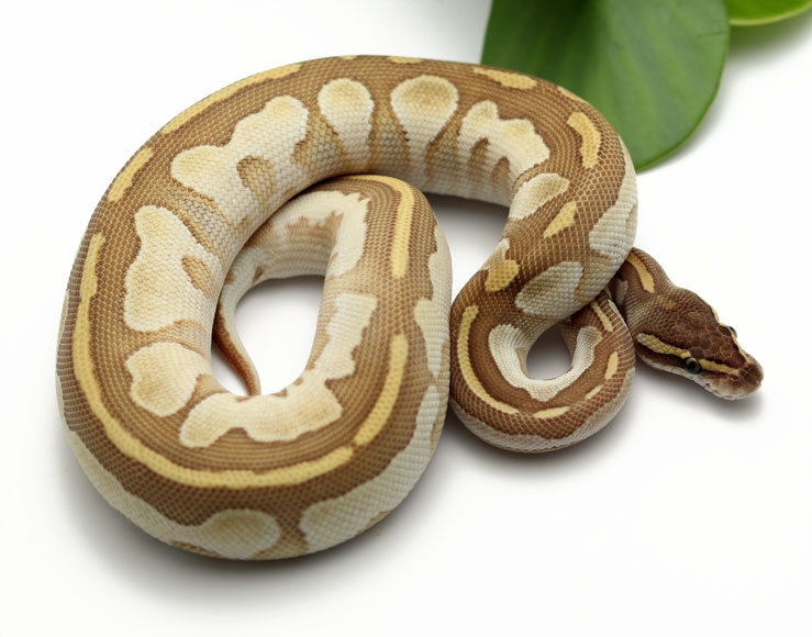 Bongo Enchi Butter Combo Ball Python by Dynasty Reptiles - MorphMarket
