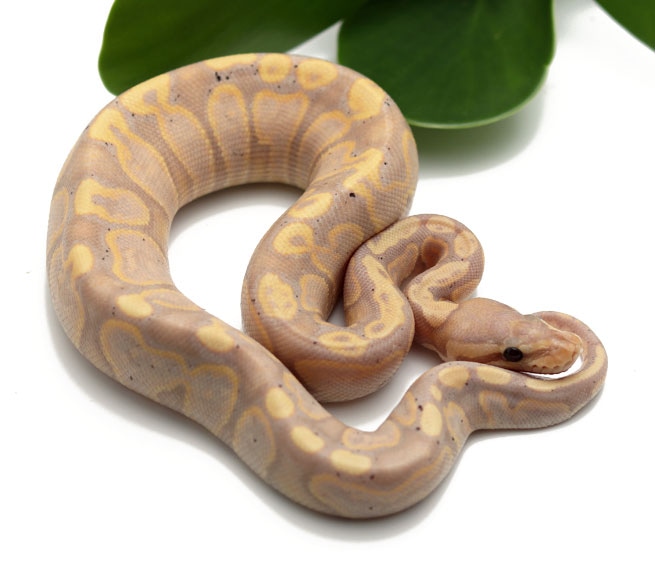 Banana GHI Ball Python by Dynasty Reptiles - MorphMarket