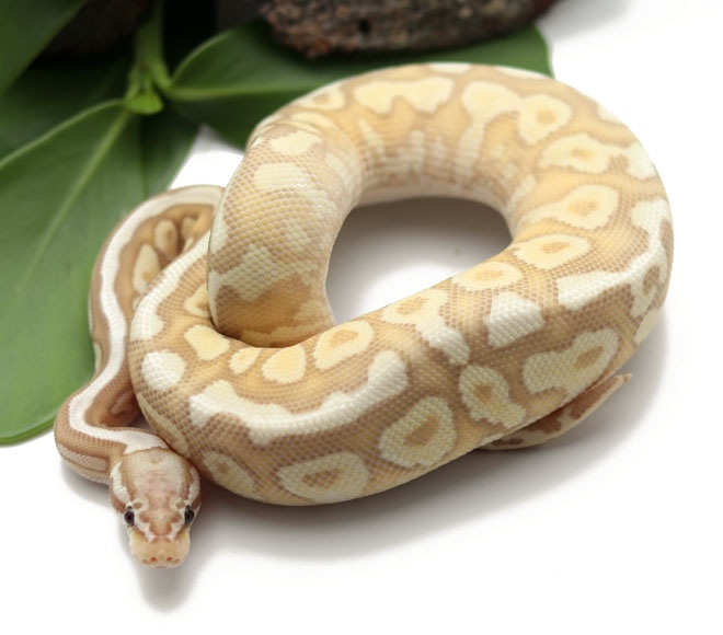Banana Pastel Butter Spotnose Ball Python by Dynasty Reptiles - MorphMarket