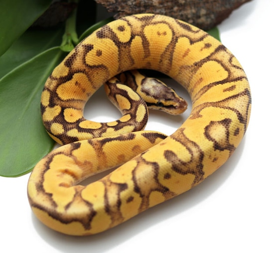 Super Pastel Enchi YB Ball Python by Dynasty Reptiles